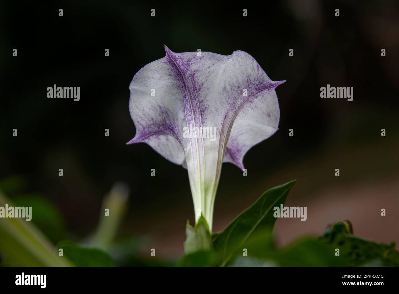 Flowers are reproductive structures of plants that are responsible for ...