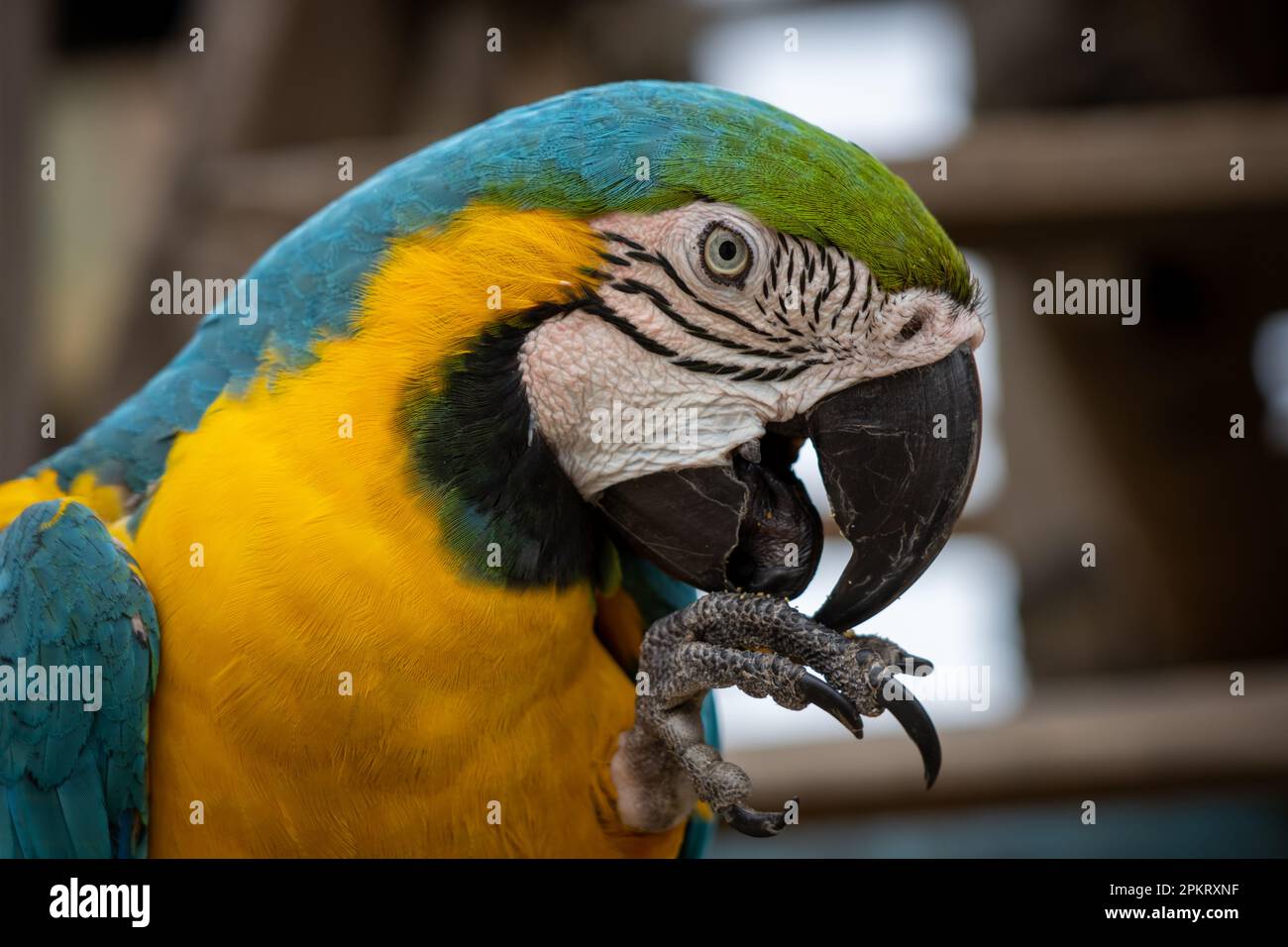 Blue-and-Yellow Macaw (Ara ararauna) in the Peruvian Amazon Stock Photo ...