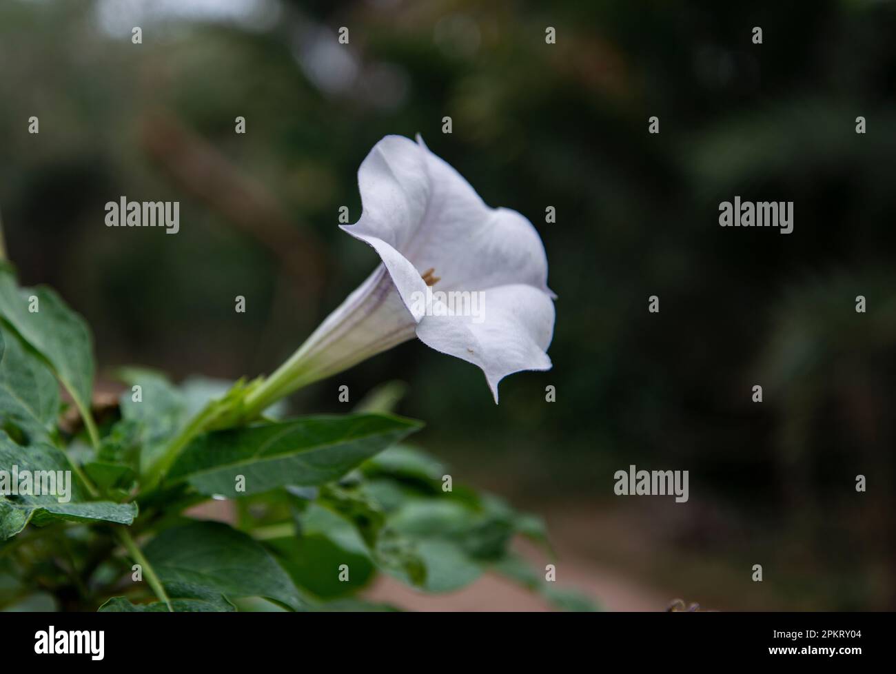 Flowers are reproductive structures of plants that are responsible for ...