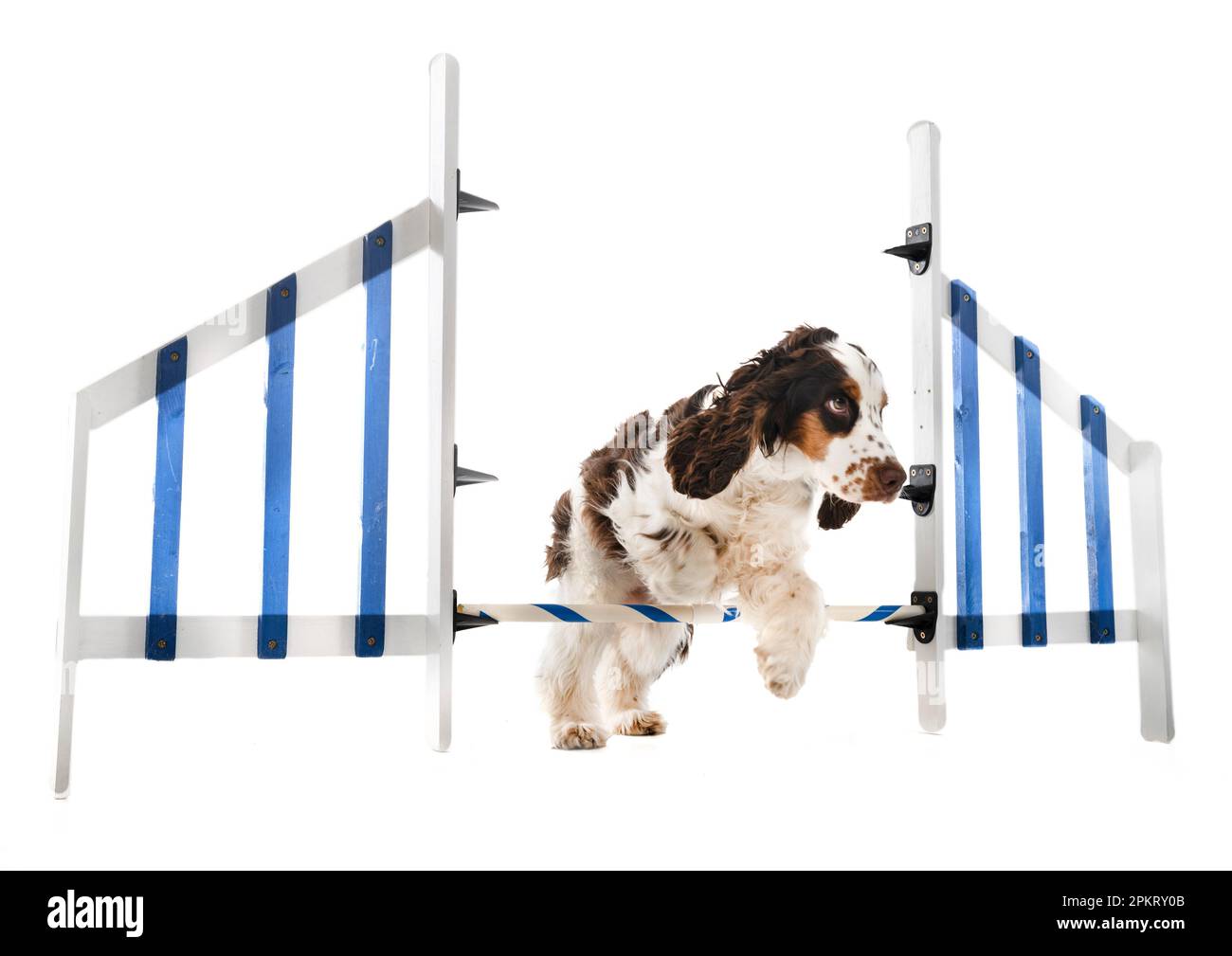 English Cocker Spaniel in front of white background Stock Photo - Alamy