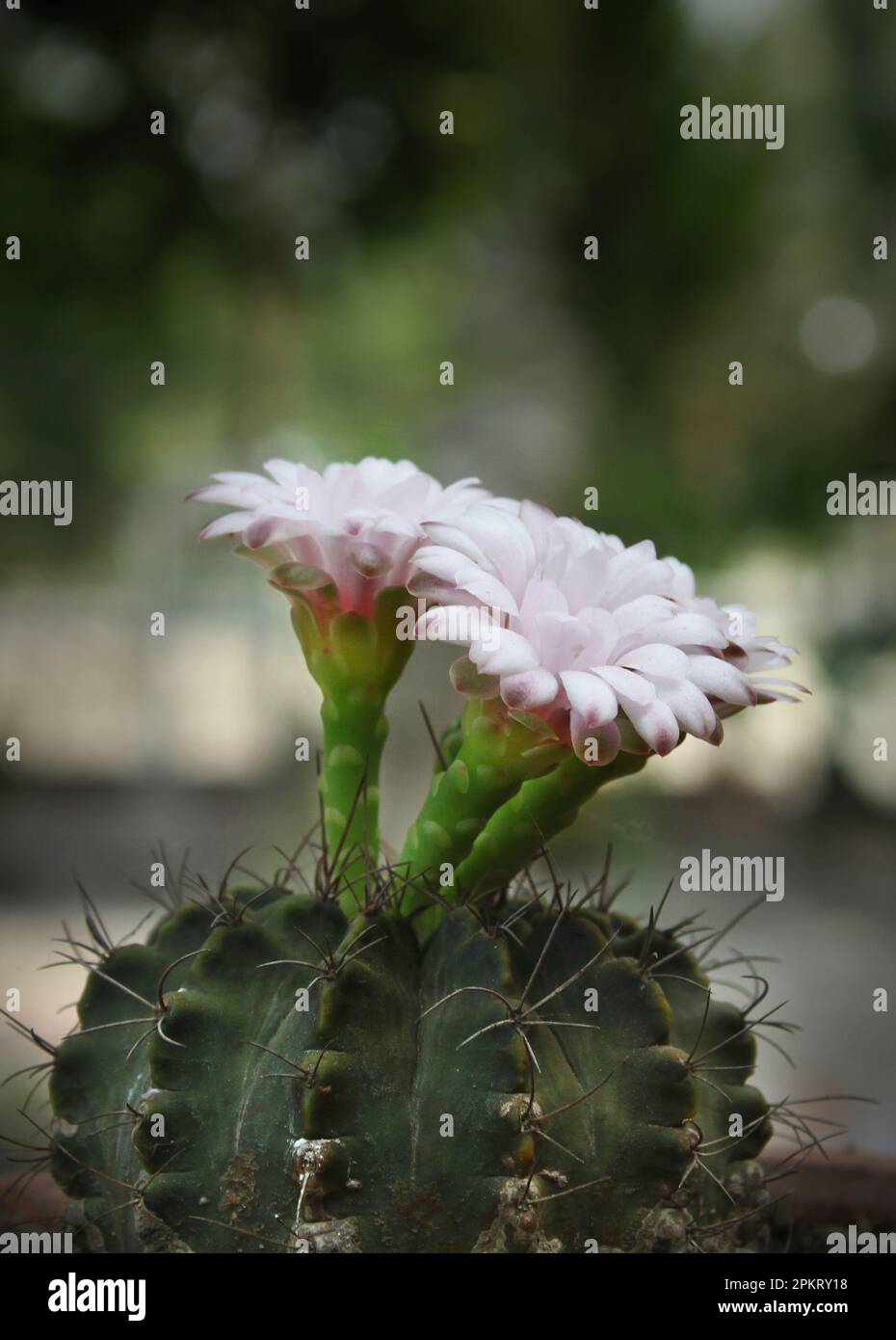Flowers are reproductive structures of plants that are responsible for ...