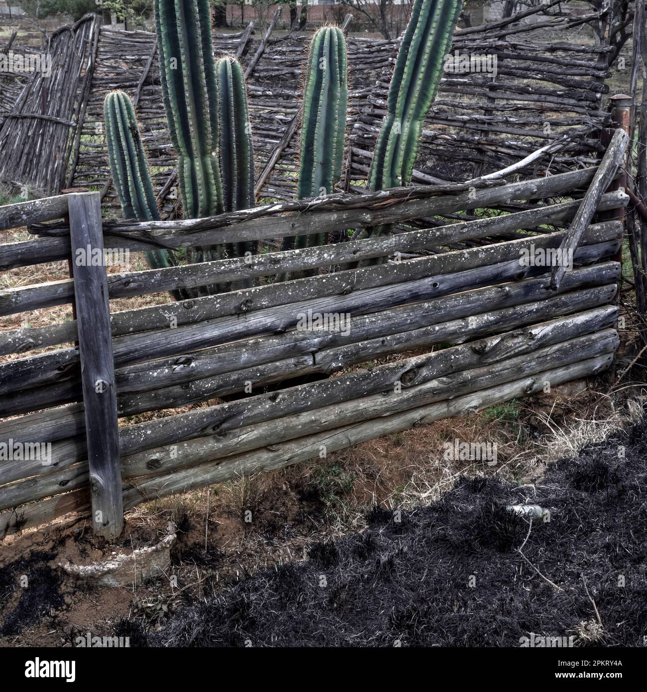 Fence cactus and mountains hi-res stock photography and images - Alamy