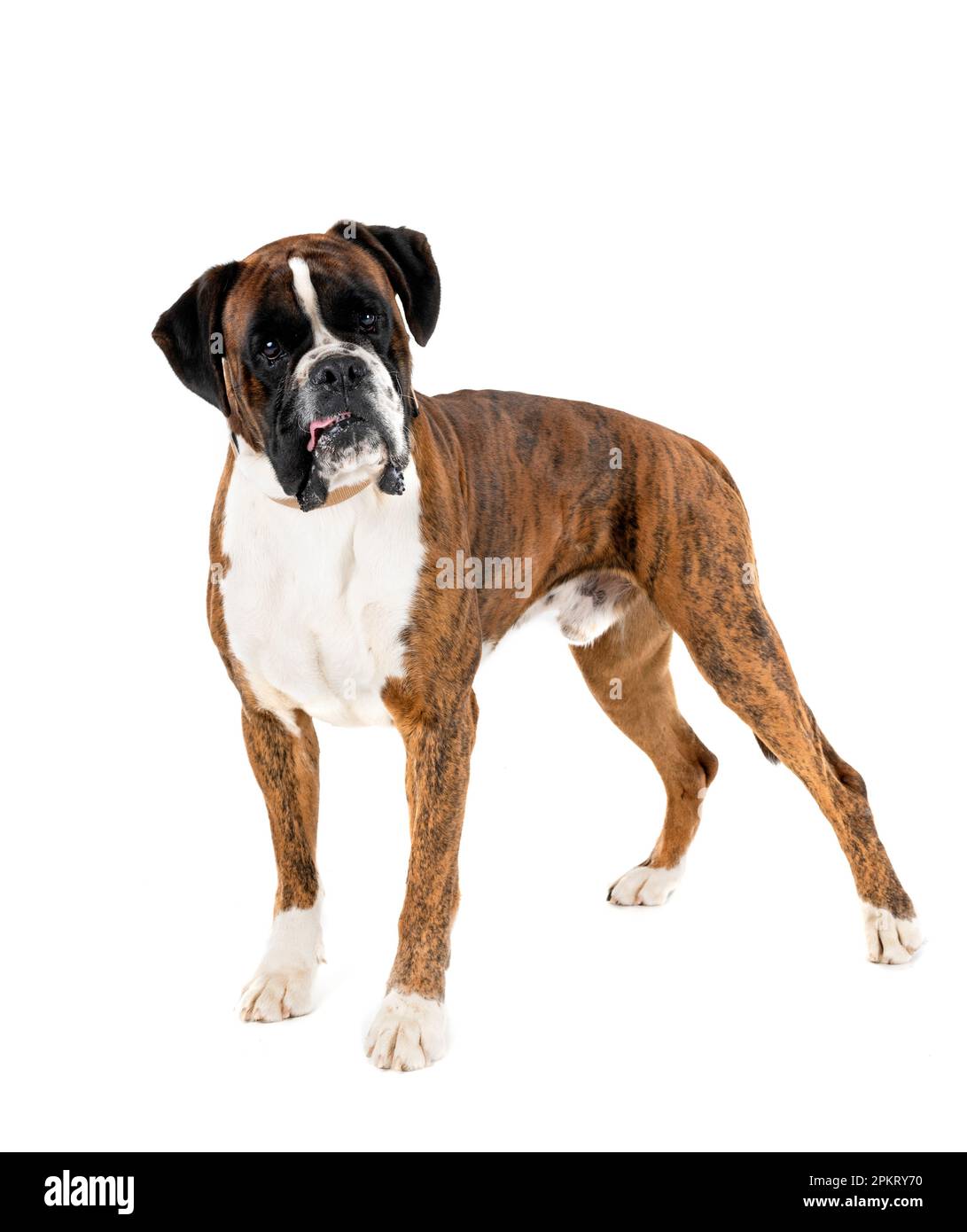 Male boxer Cut Out Stock Images & Pictures - Alamy