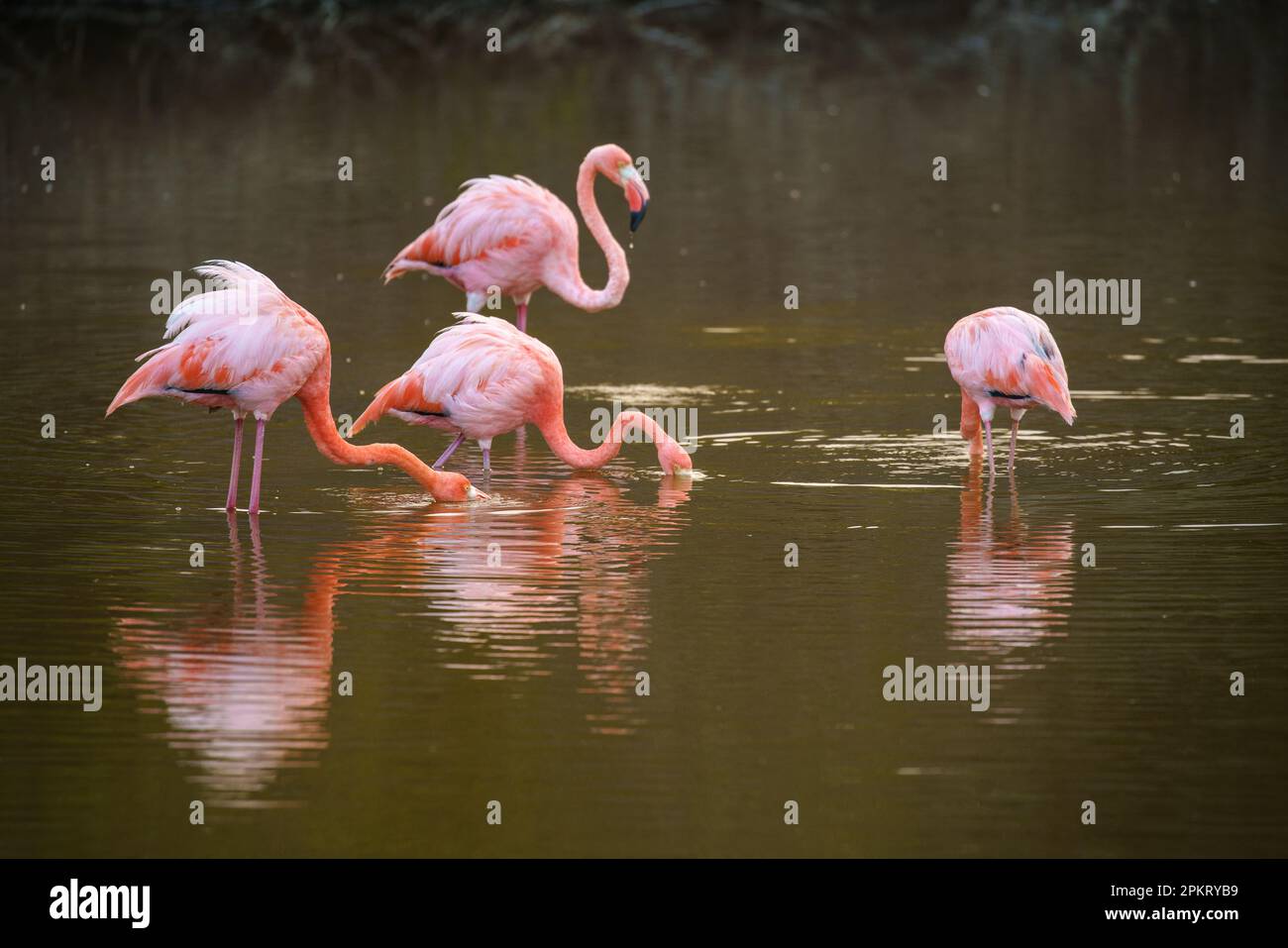 Flamboyance of flamingoes feed in the Galápagos Islands of Ecuador ...
