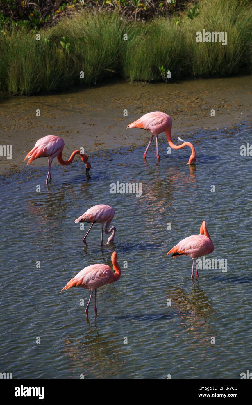 Flamboyance of flamingoes feed in the Galápagos Islands of Ecuador ...