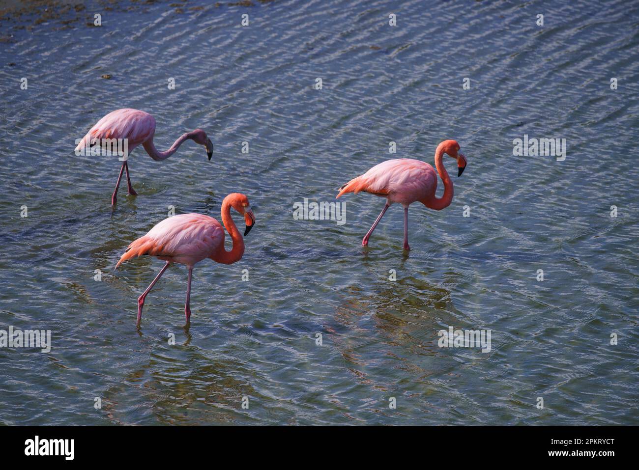 Flamboyance of flamingoes feed in the Galápagos Islands of Ecuador ...