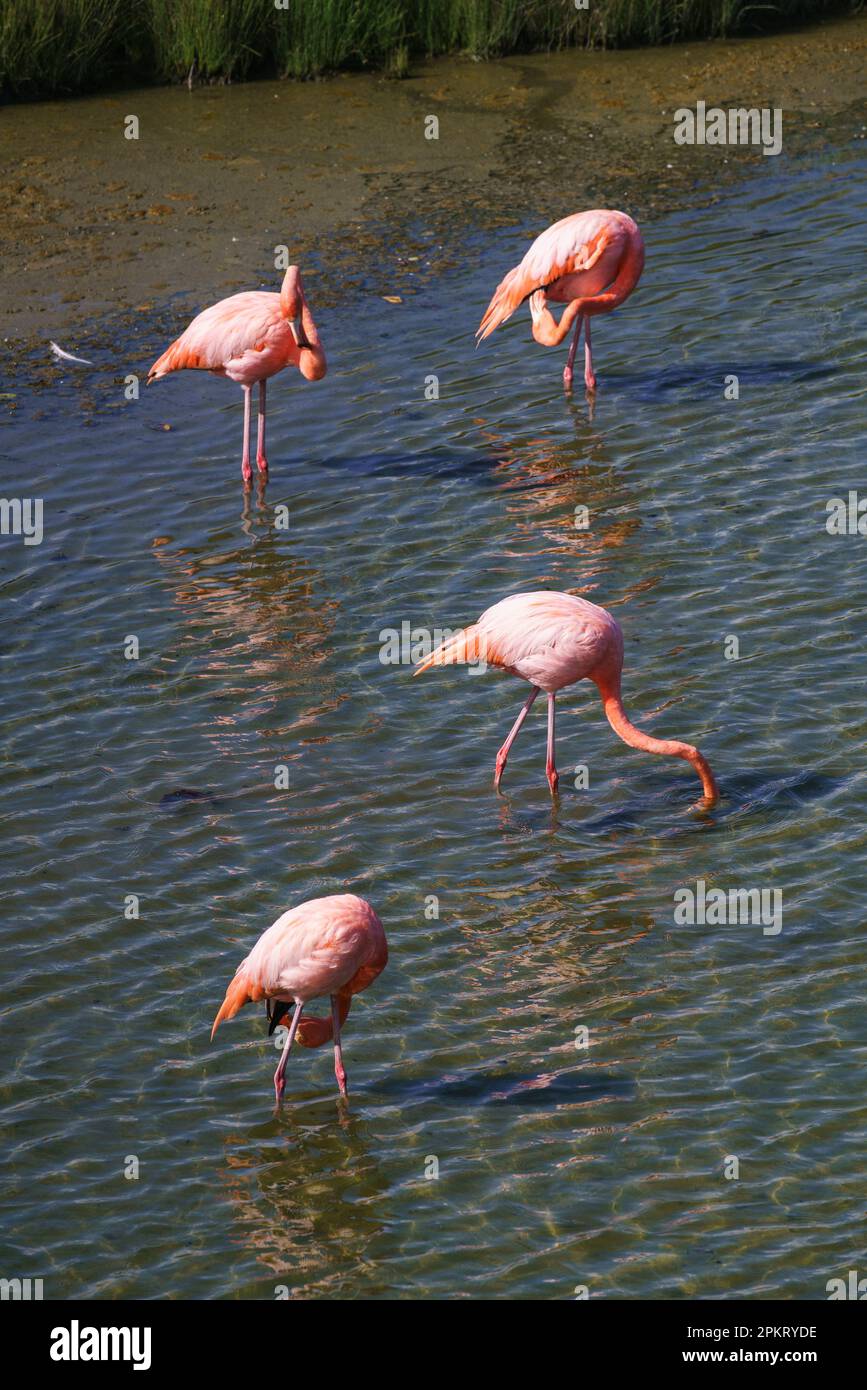 Flamboyance of flamingoes feed in the Galápagos Islands of Ecuador ...