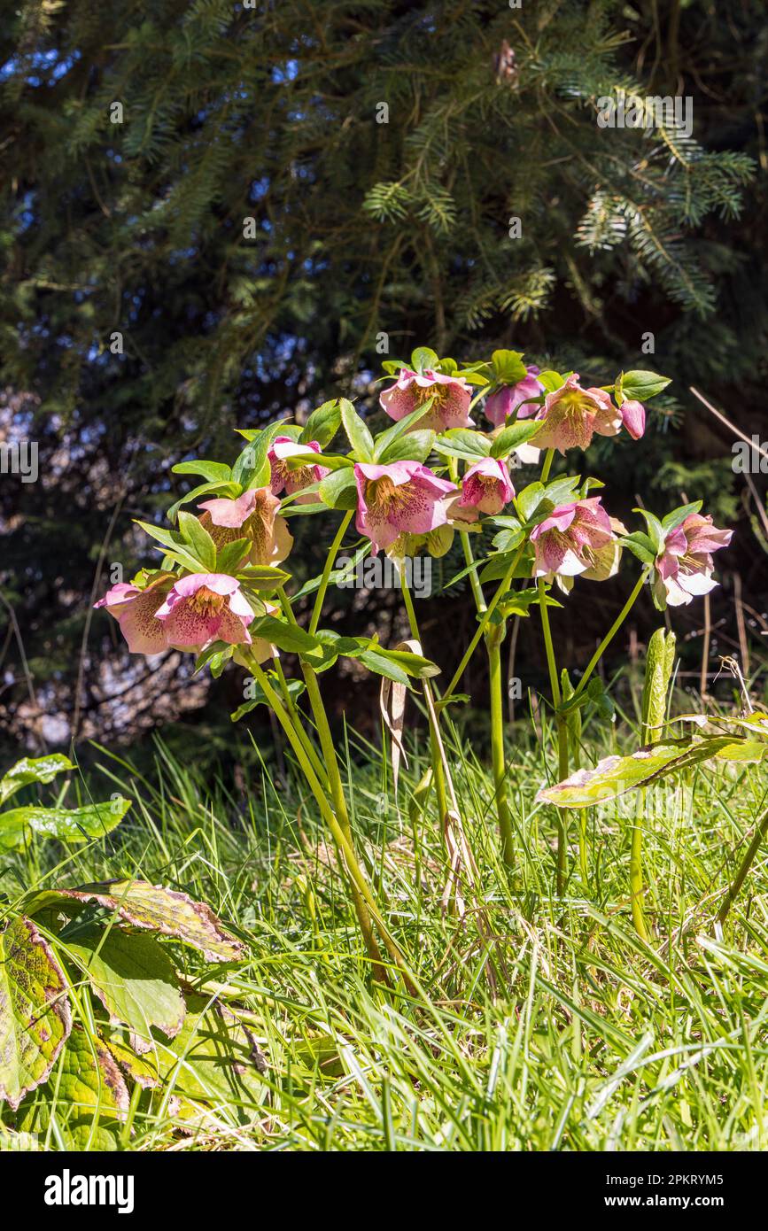 Wild hellebore orientalis flowers in Hortus Botanicus in Haren ...