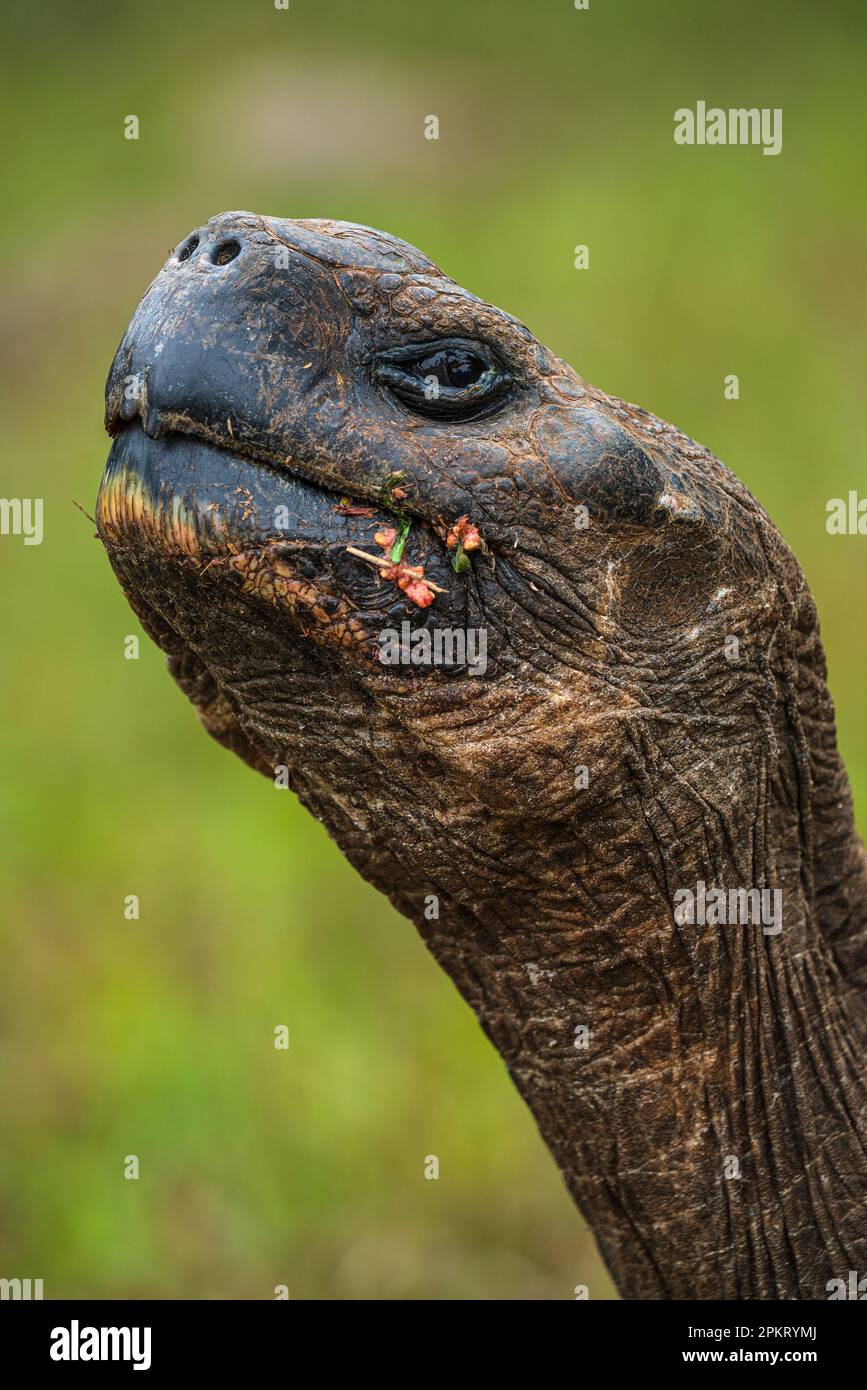Giant Galapagos Tortoise on the Island of Santa Cruz in Ecuador Stock ...