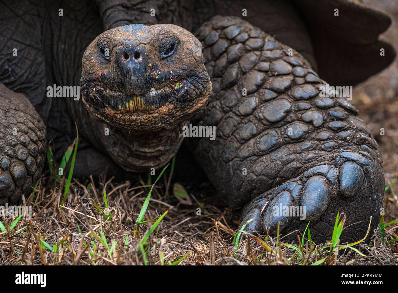 Giant Galapagos Tortoise on the Island of Santa Cruz in Ecuador Stock ...