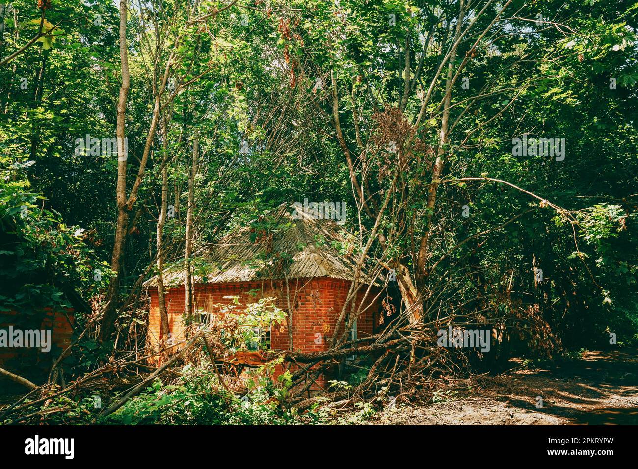 Abandoned House Overgrown With Trees And Vegetation In Chernobyl ...
