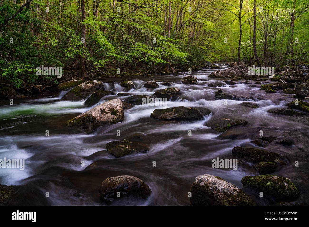 Spring color in the Tremont section of Great Smoky Mountain National ...