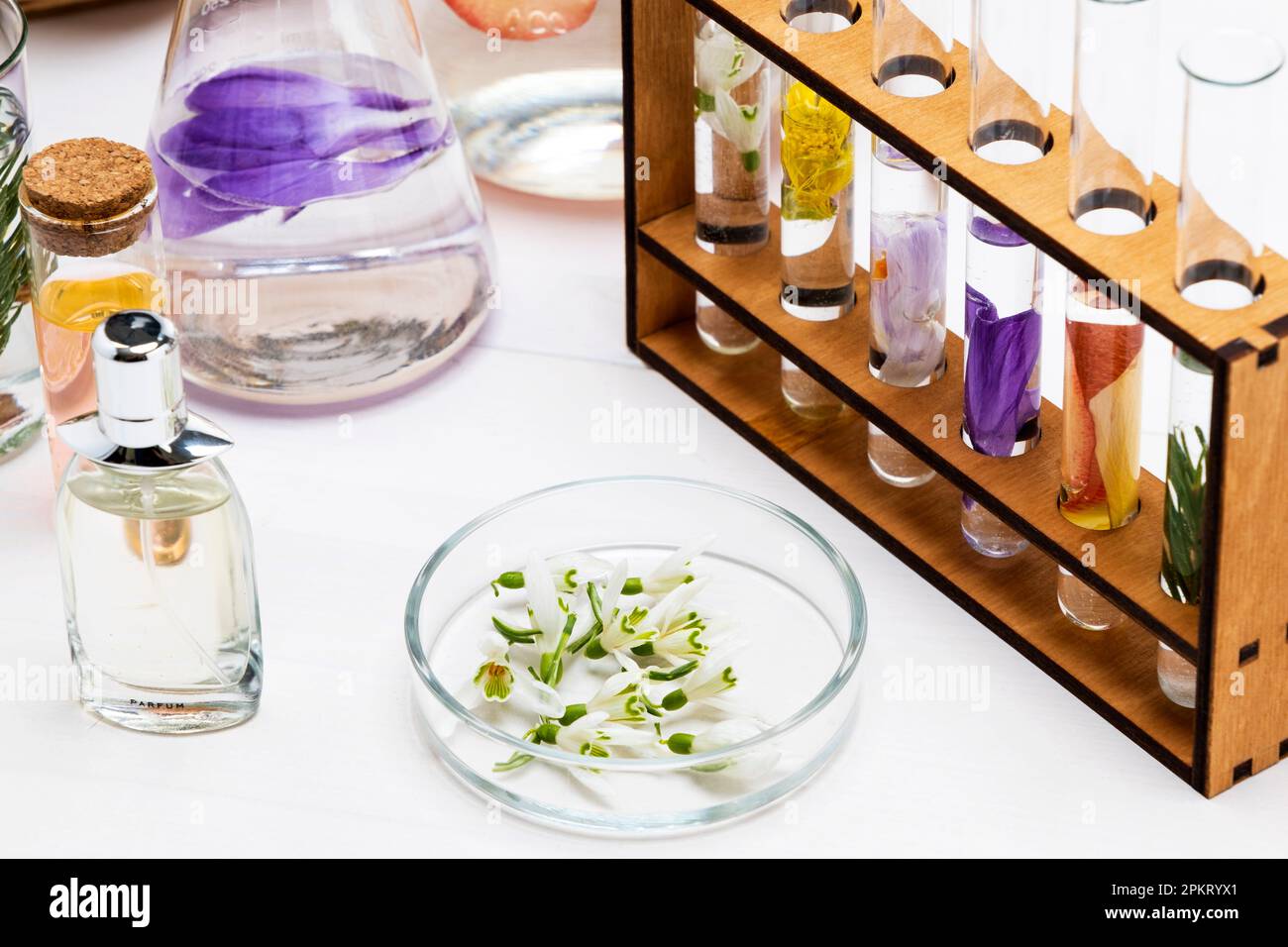 Fresh flowers in chemical test tubes on the table. Preparation of ...