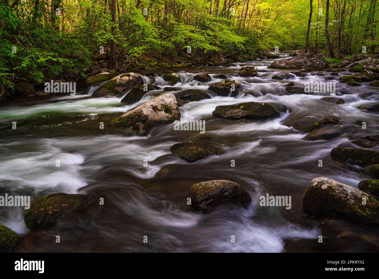 Spring color in the Tremont section of Great Smoky Mountain National ...