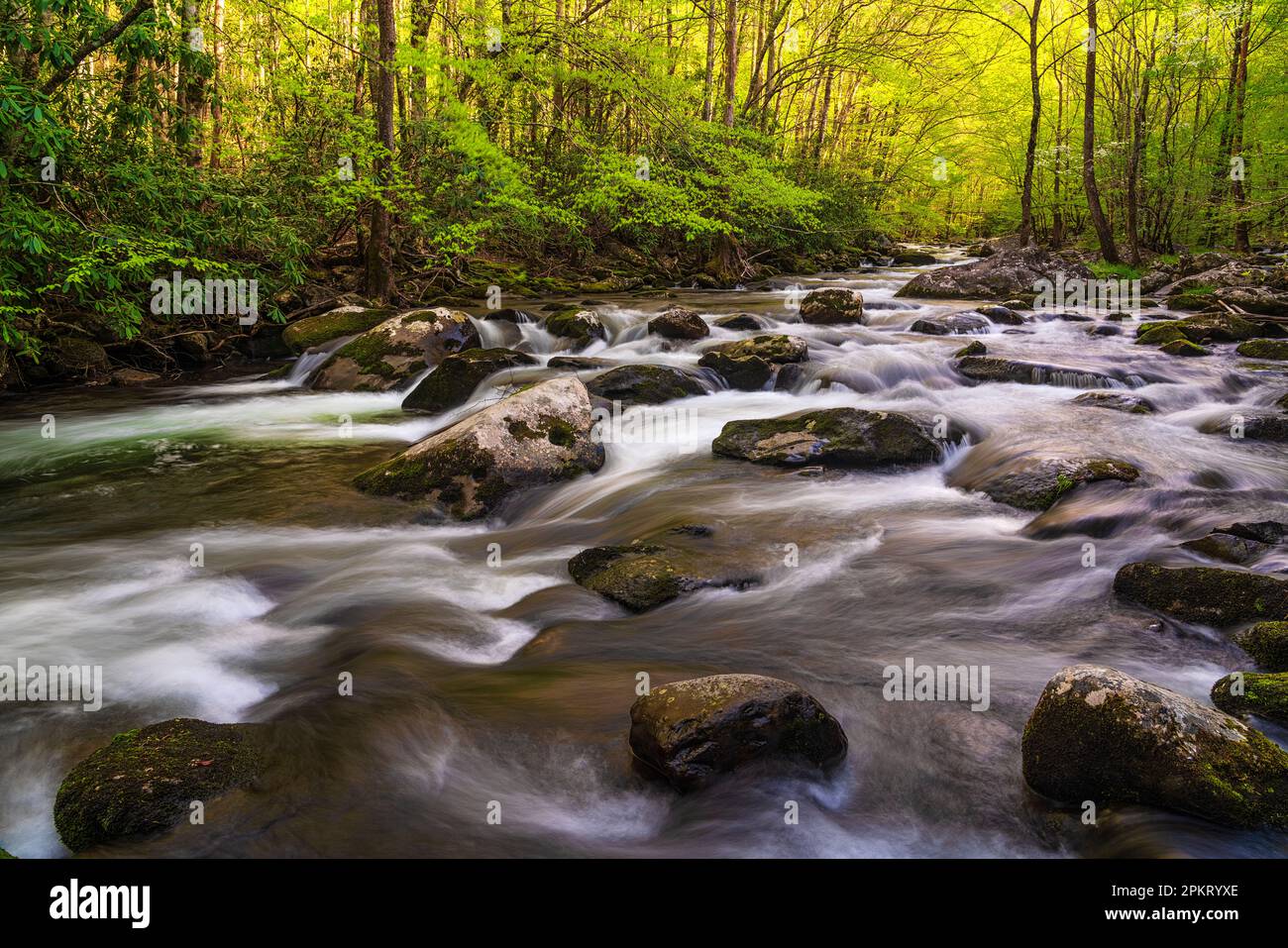 Spring color in the Tremont section of Great Smoky Mountain National ...
