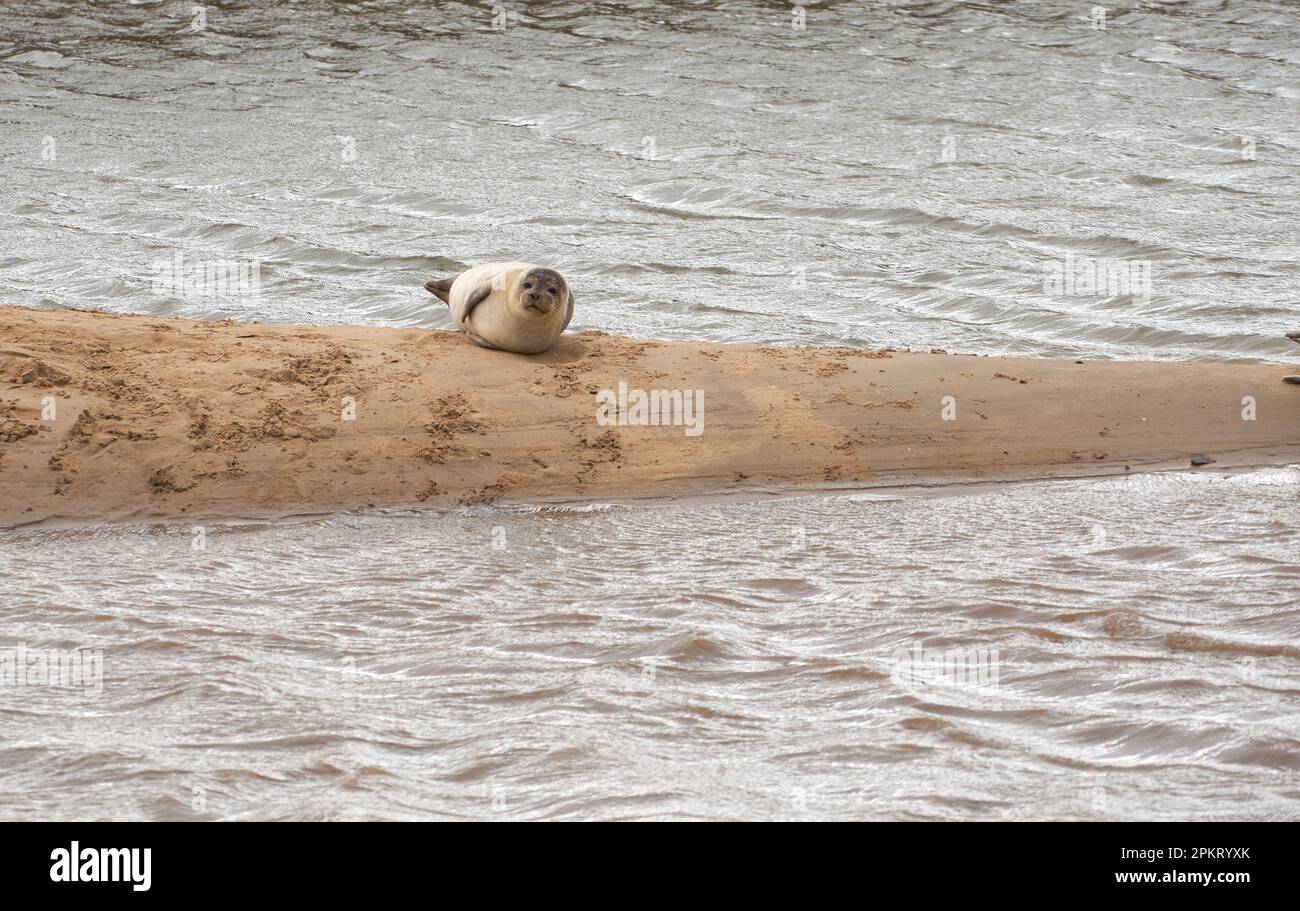 Seal spotting beach hi-res stock photography and images - Alamy