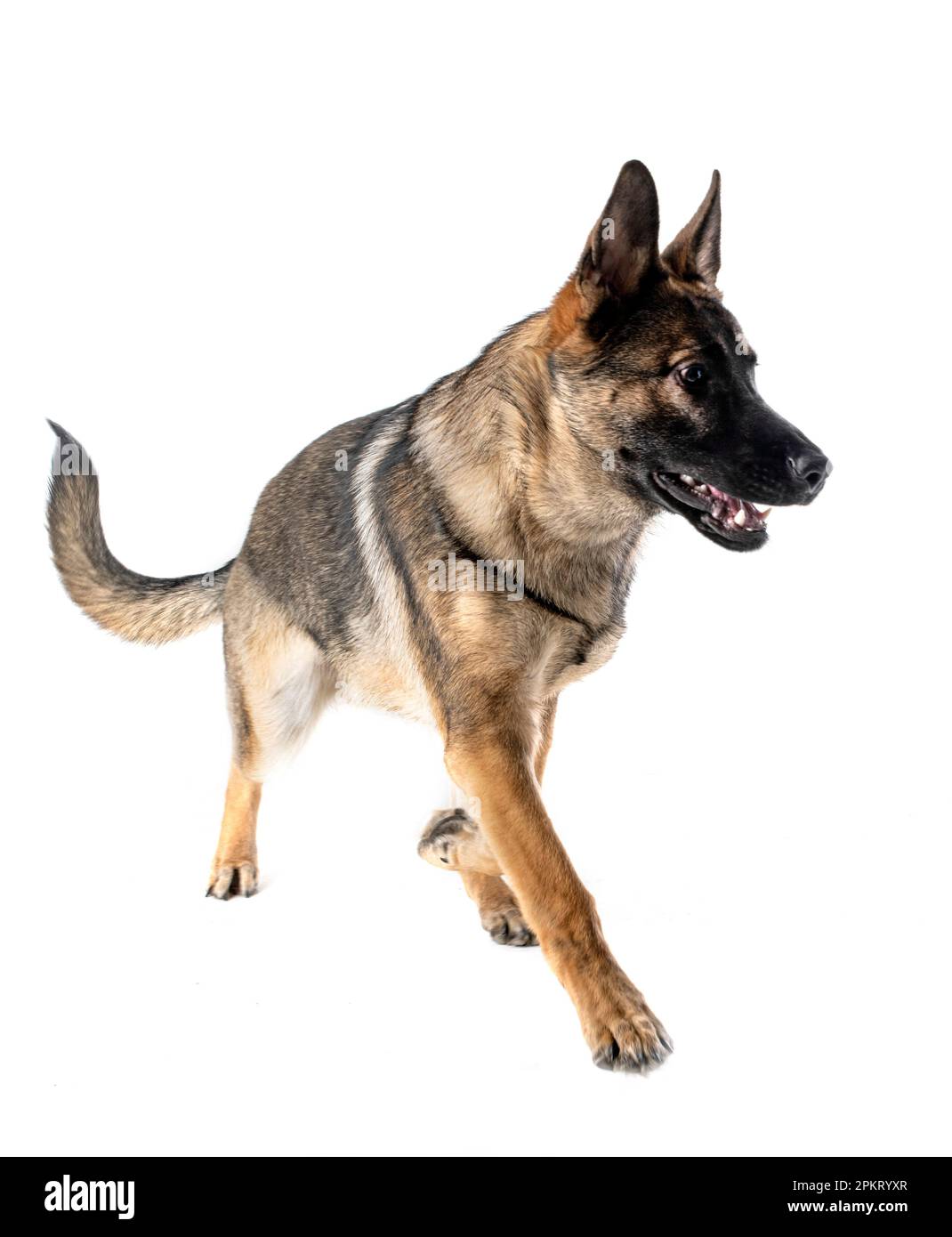 young german shepherd in front of white background Stock Photo - Alamy