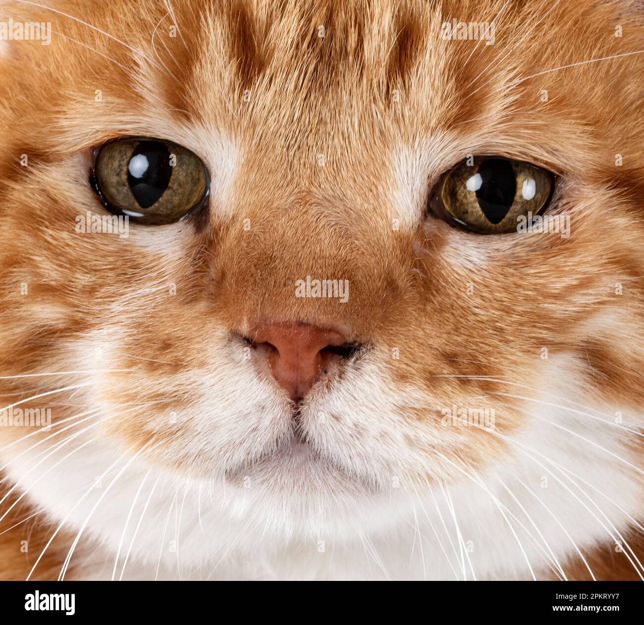 ginger cat in front of white background Stock Photo - Alamy