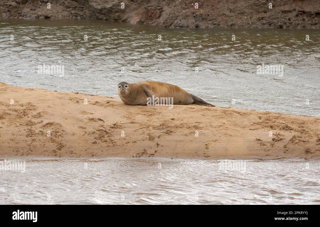 Common seal basking on a sand bar at Titchwell, Norfolk, UK Stock Photo ...