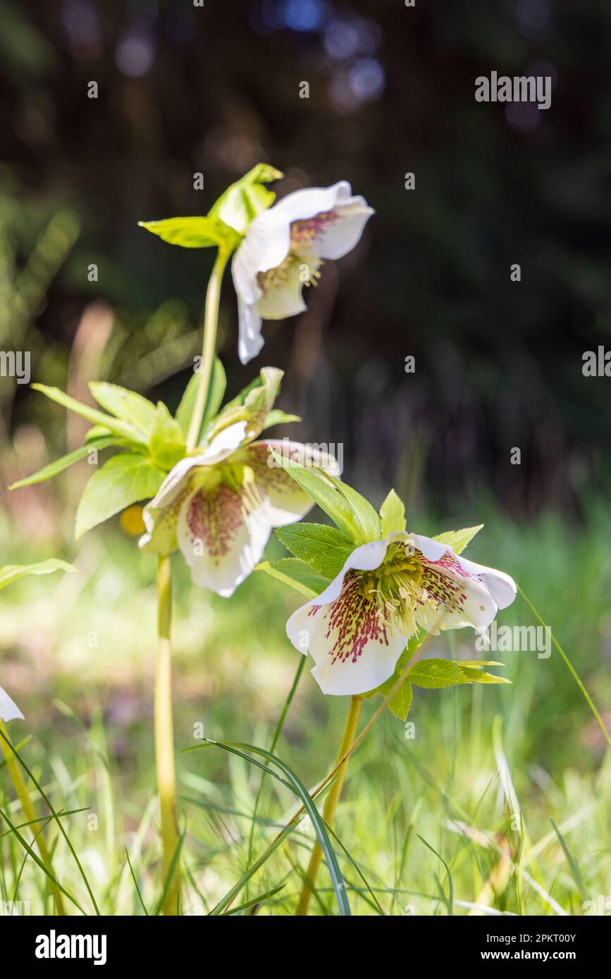 Wild hellebore orientalis flowers in Hortus Botanicus in Haren ...