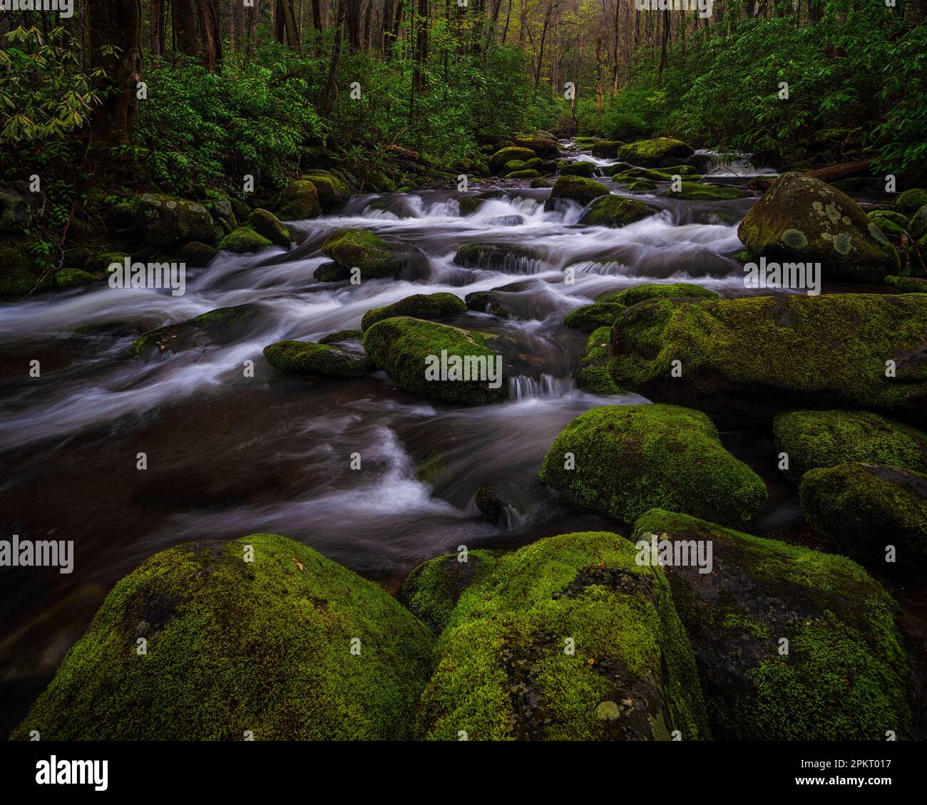 Spring color on the Roaring Fork Motor Nature Trail in Gatlinburg ...