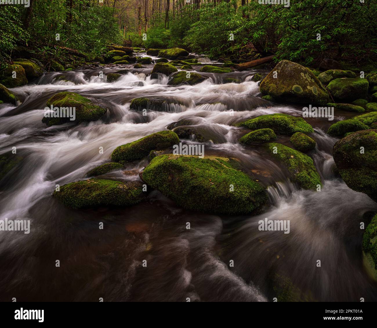 Spring color on the Roaring Fork Motor Nature Trail in Gatlinburg ...