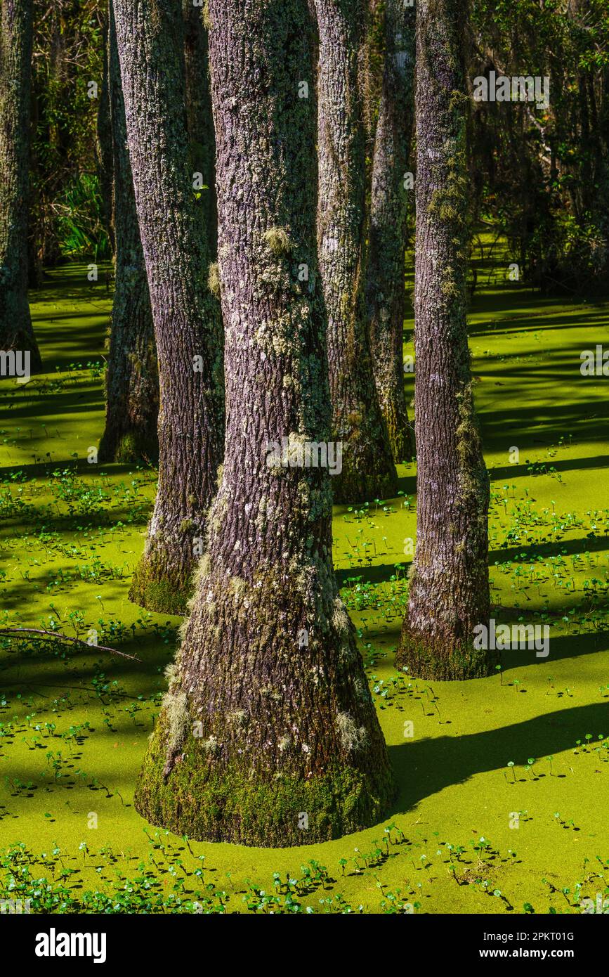 Spring in charleston south carolina hi-res stock photography and images ...