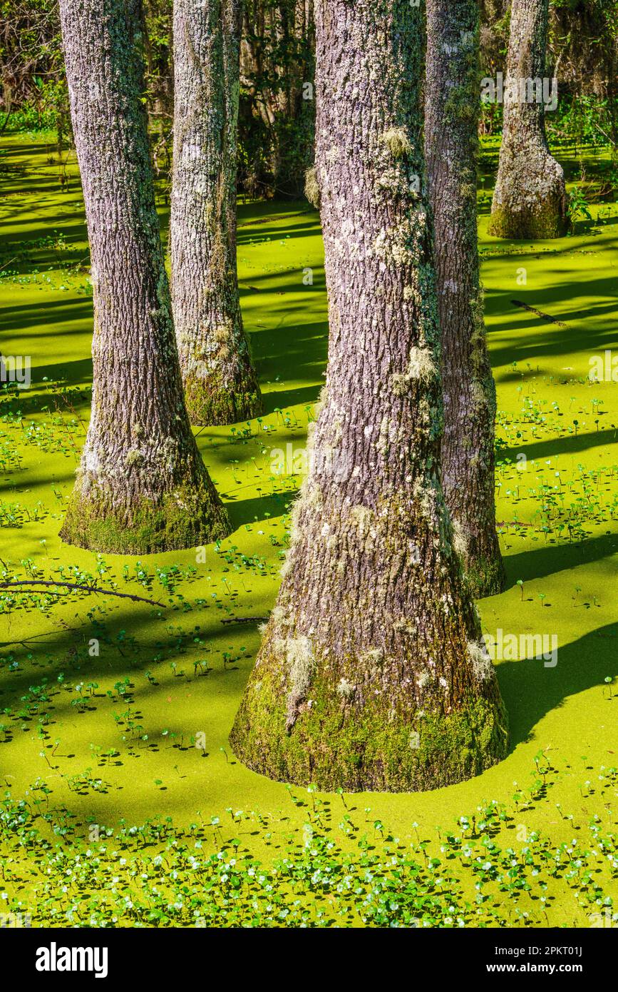 Cypress swamp in spring in Charleston, South Carolina Stock Photo - Alamy