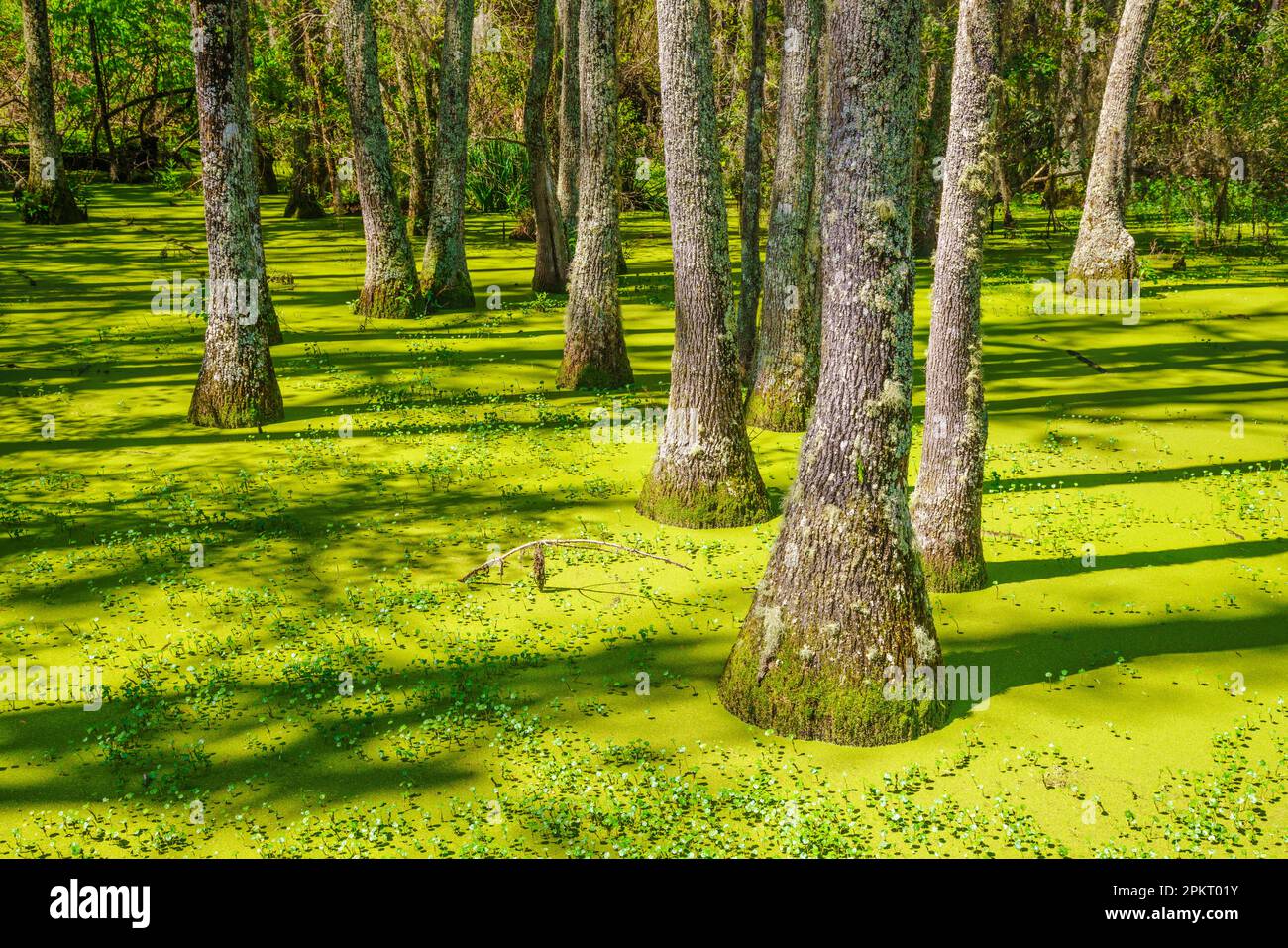 Cypress swamp in spring in Charleston, South Carolina Stock Photo - Alamy