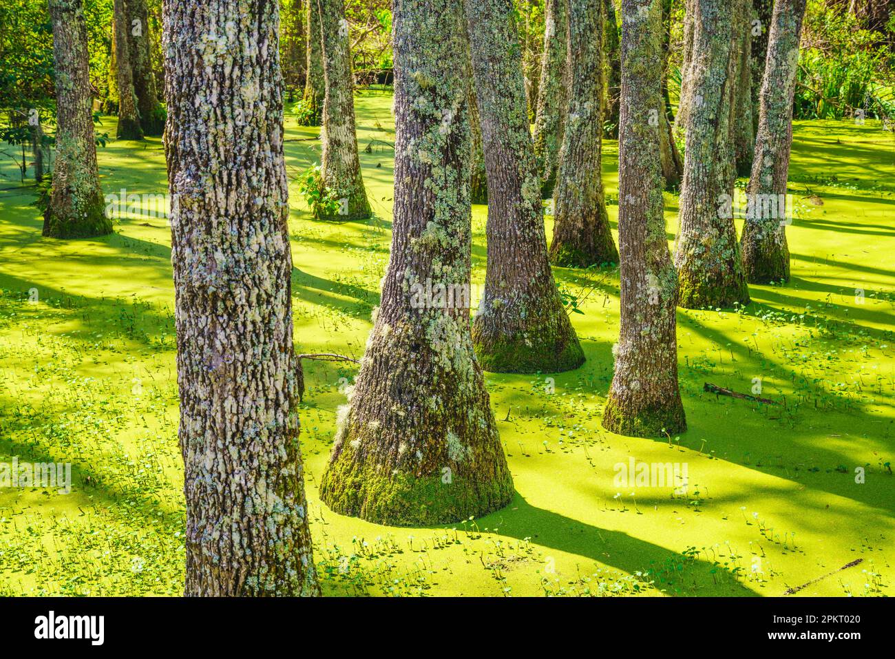 Cypress swamp in spring in Charleston, South Carolina Stock Photo - Alamy