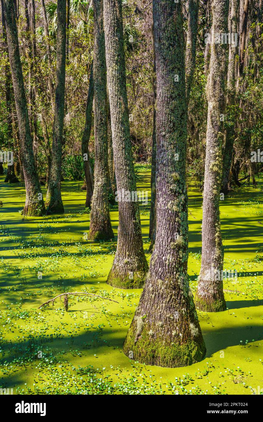 Cypress swamp in spring in Charleston, South Carolina Stock Photo - Alamy