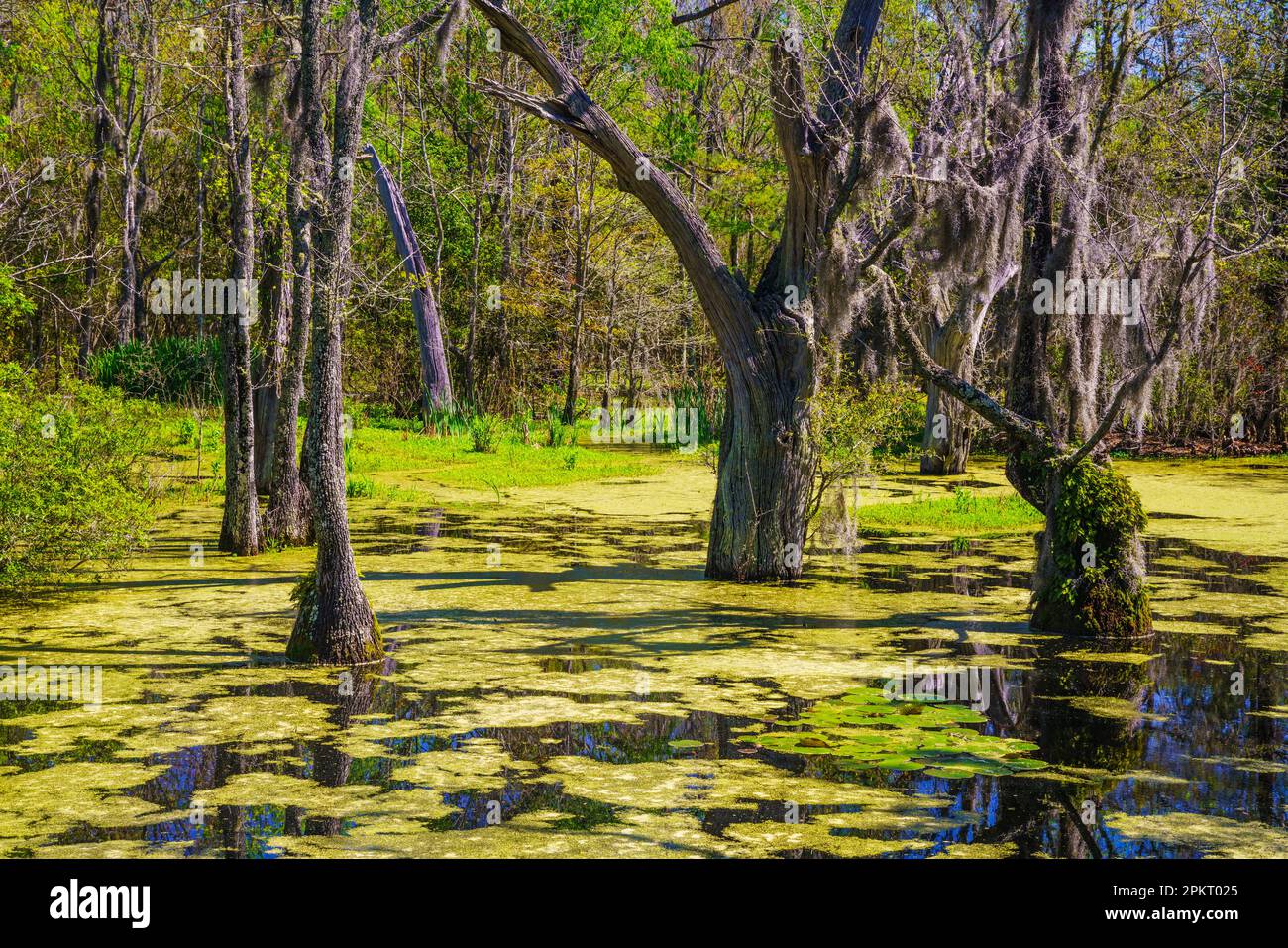 Cypress swamp in spring in Charleston, South Carolina Stock Photo - Alamy