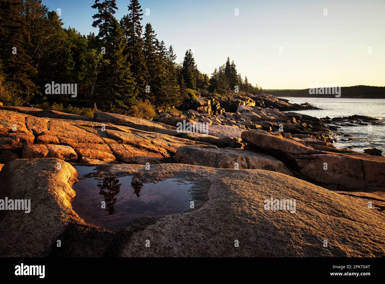 Pine trees reflected in water along the coast of Acadia National Park ...