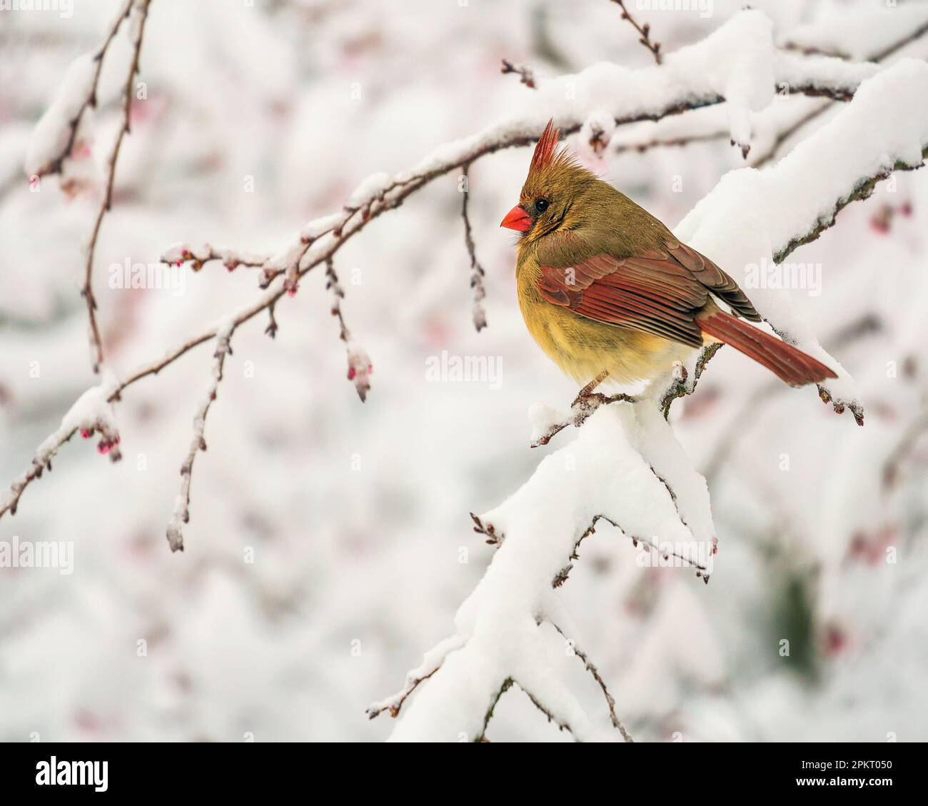 Female cardinal bird hi-res stock photography and images - Alamy