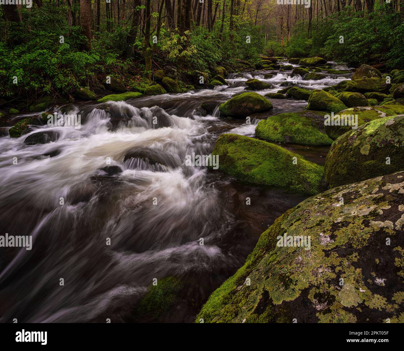Spring color on the Roaring Fork Motor Nature Trail in Gatlinburg ...