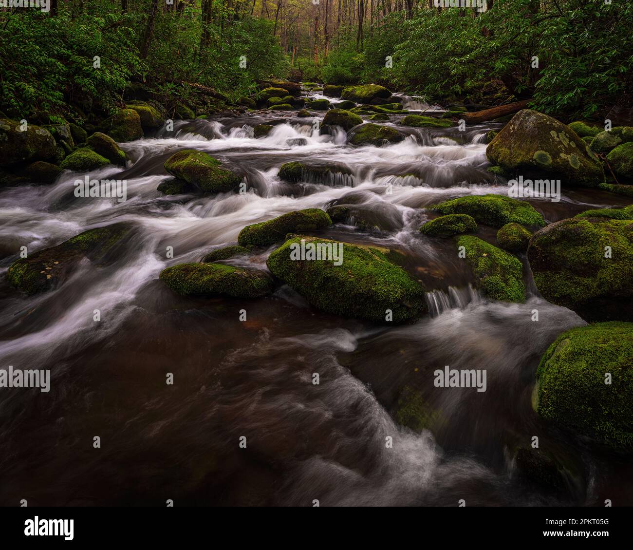 Spring color on the Roaring Fork Motor Nature Trail in Gatlinburg ...