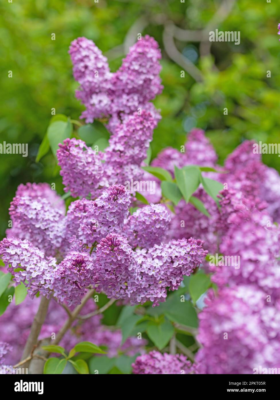 Purple flowering lilac, Syringa, in spring Stock Photo - Alamy