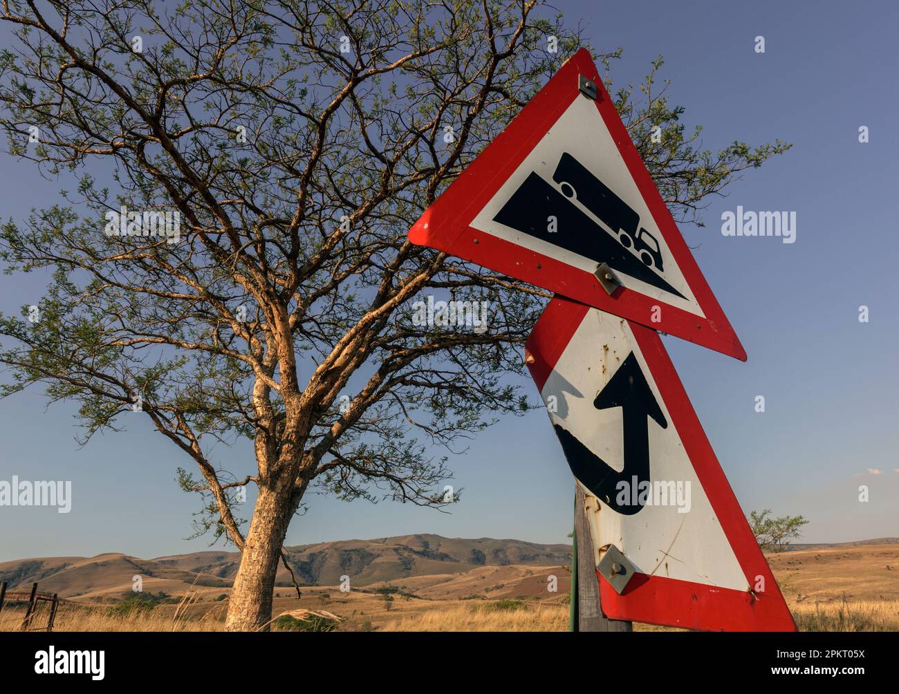 Road signs with Acacia Tortilis Tree ( Umbrella Thorn) just outside ...