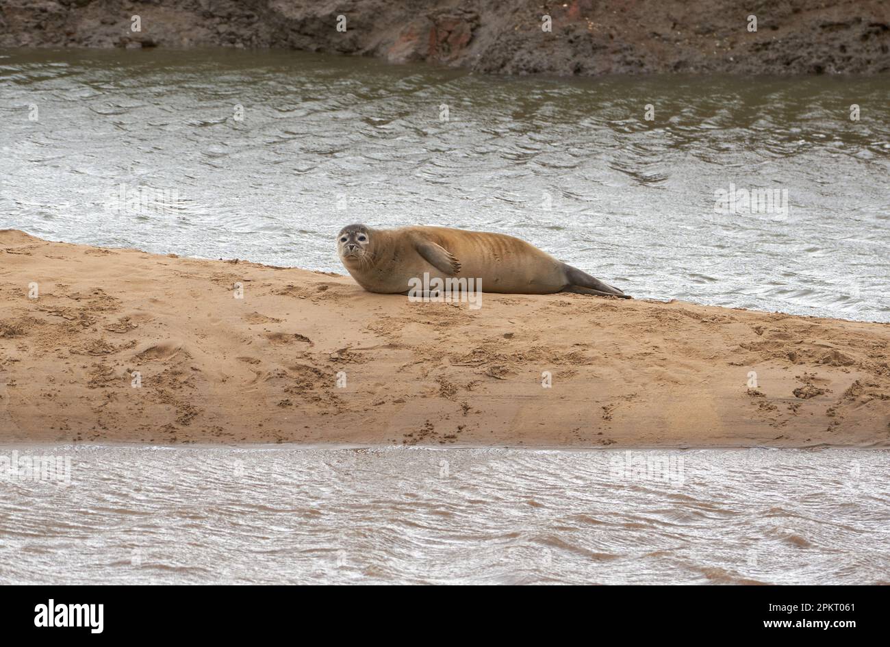 Common seal basking on a sand bar at Titchwell, Norfolk, UK Stock Photo ...