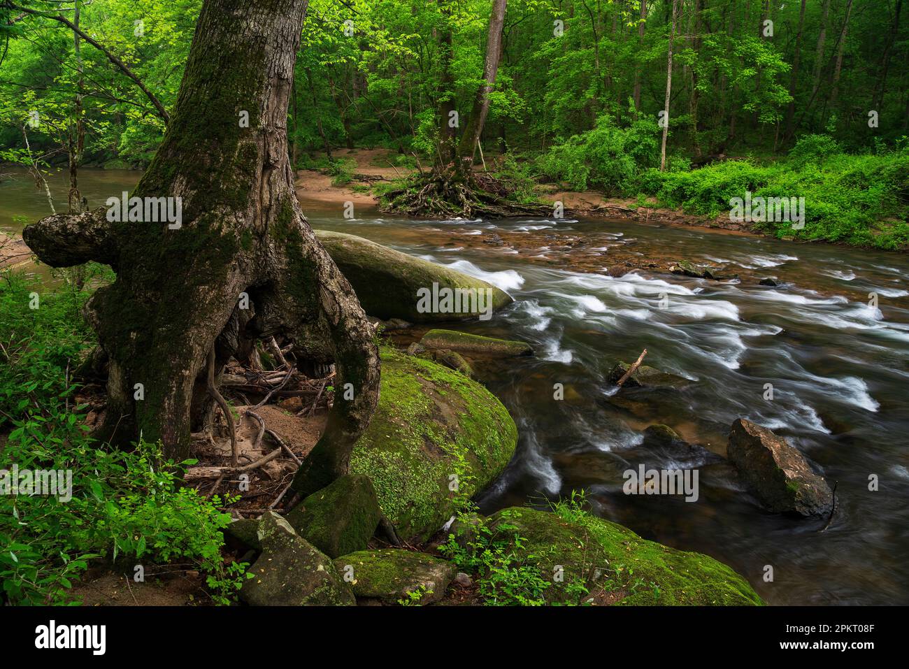 Spring color along the Middle Patuxent River in Howard County, Maryland ...