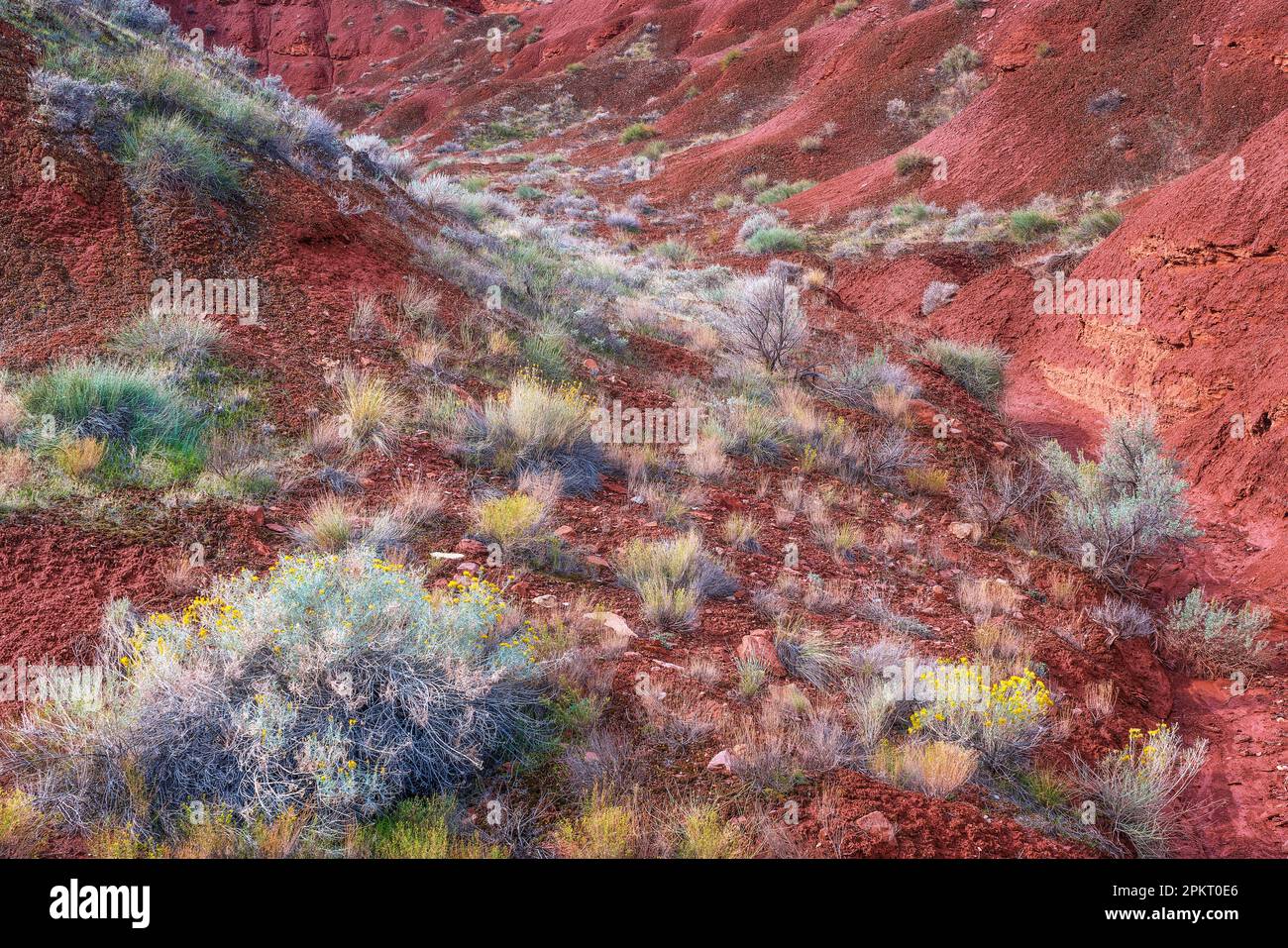 Colorful flora and geology in Castle Valley near Moab, Utah Stock Photo ...