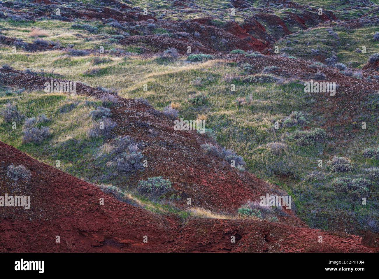 Colorful flora and geology in Castle Valley near Moab, Utah Stock Photo ...