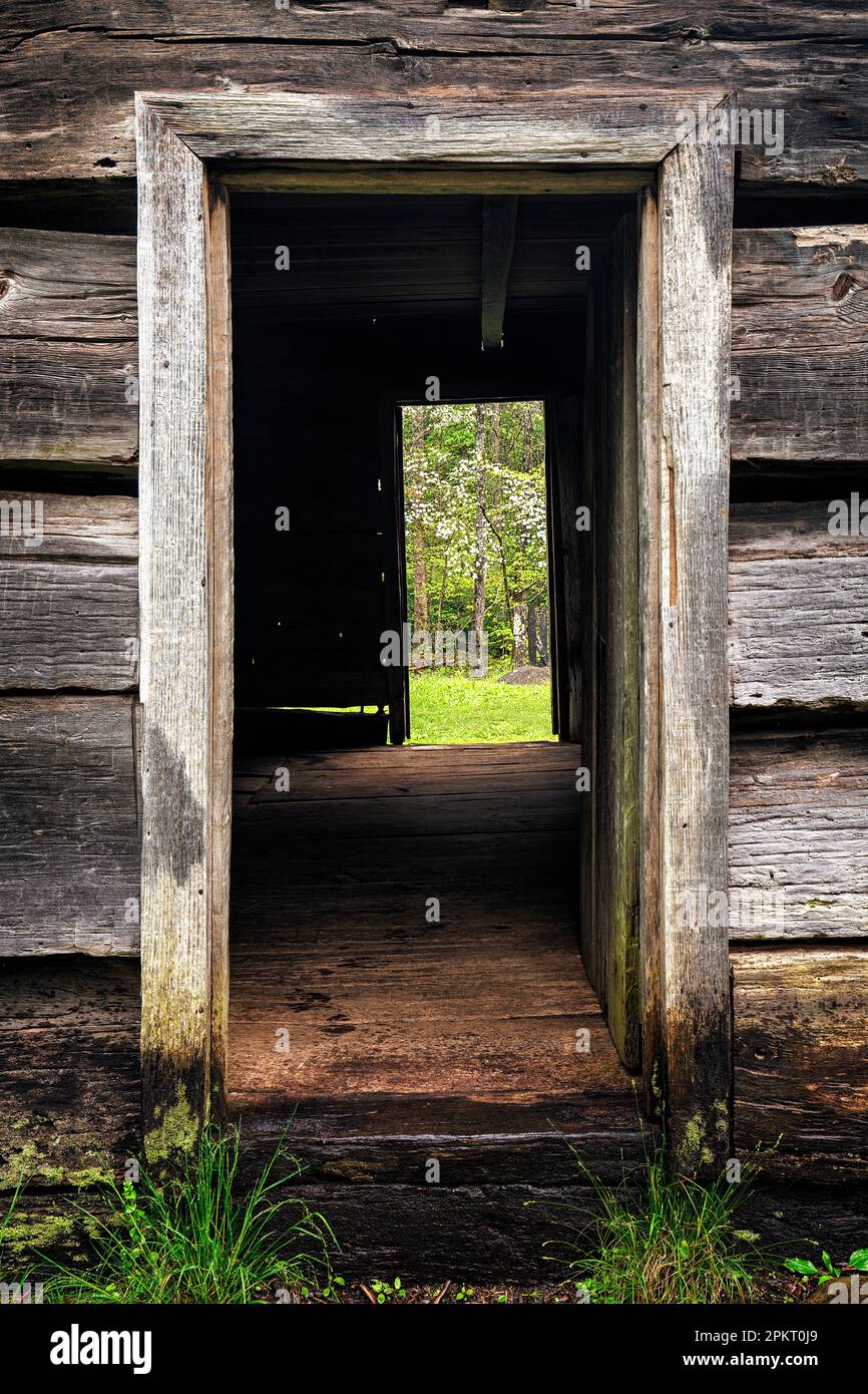 Spring Dogwood blossoms through the back door of the Ephraim Bales ...