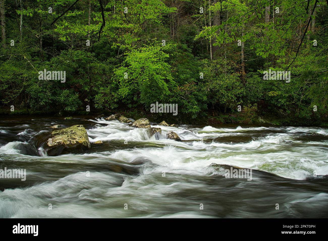 Spring color in the Tremont section of Great Smoky Mountain National ...