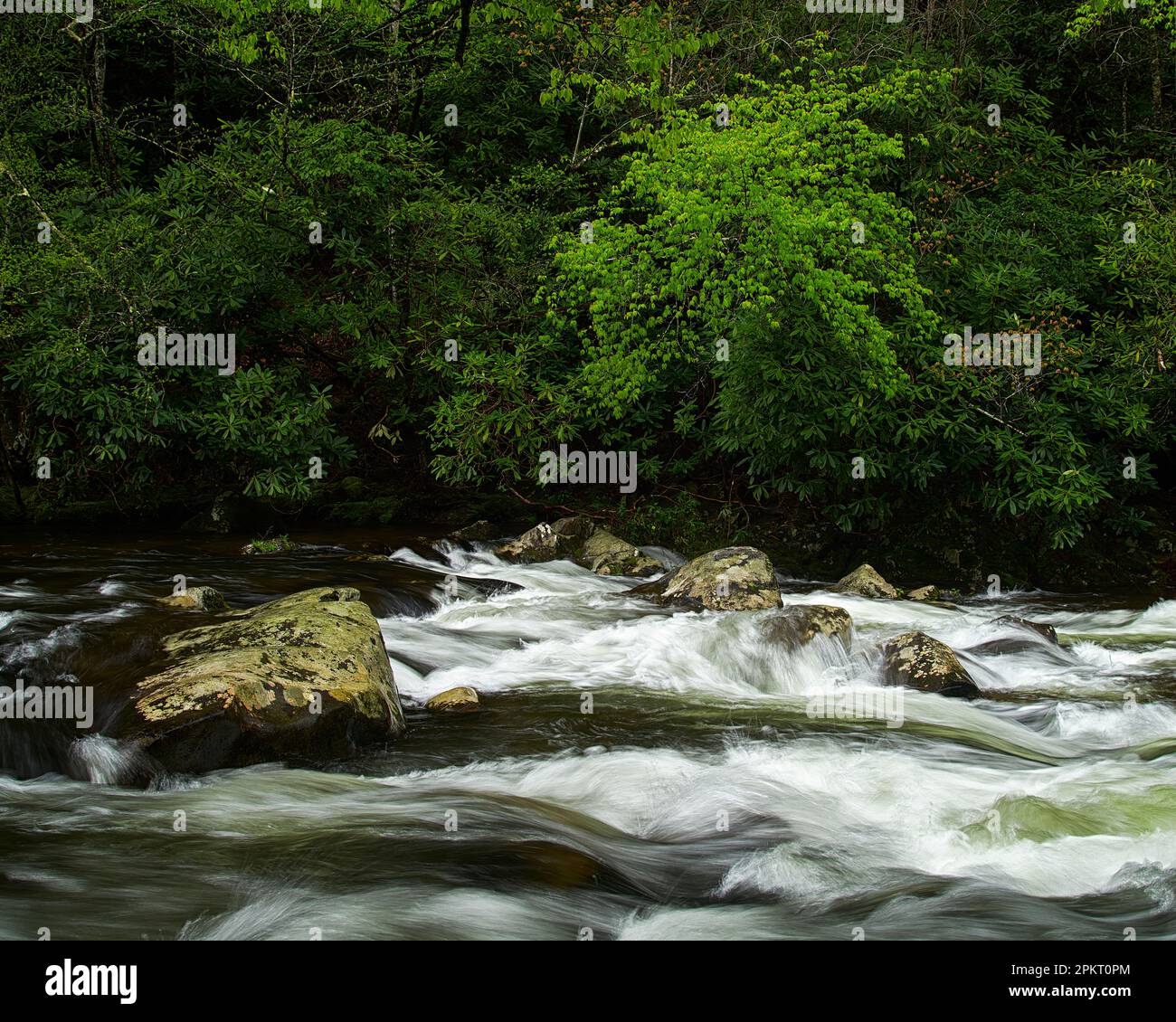 Spring color in the Tremont section of Great Smoky Mountain National ...