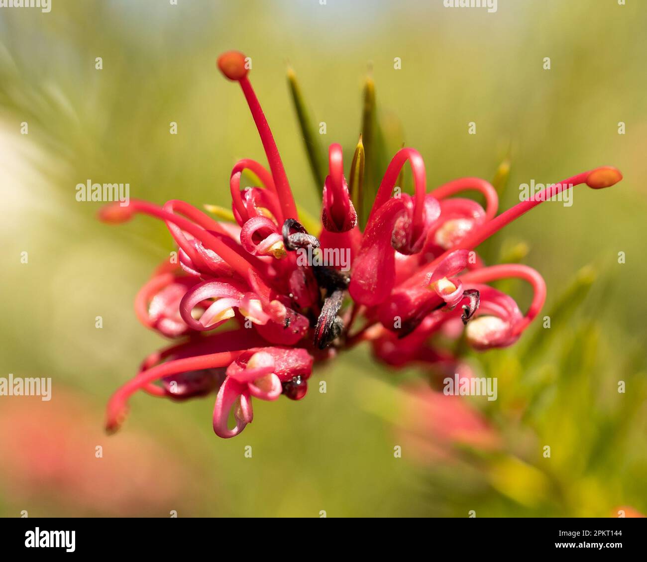 Details bouquet macro close up hi-res stock photography and images - Alamy
