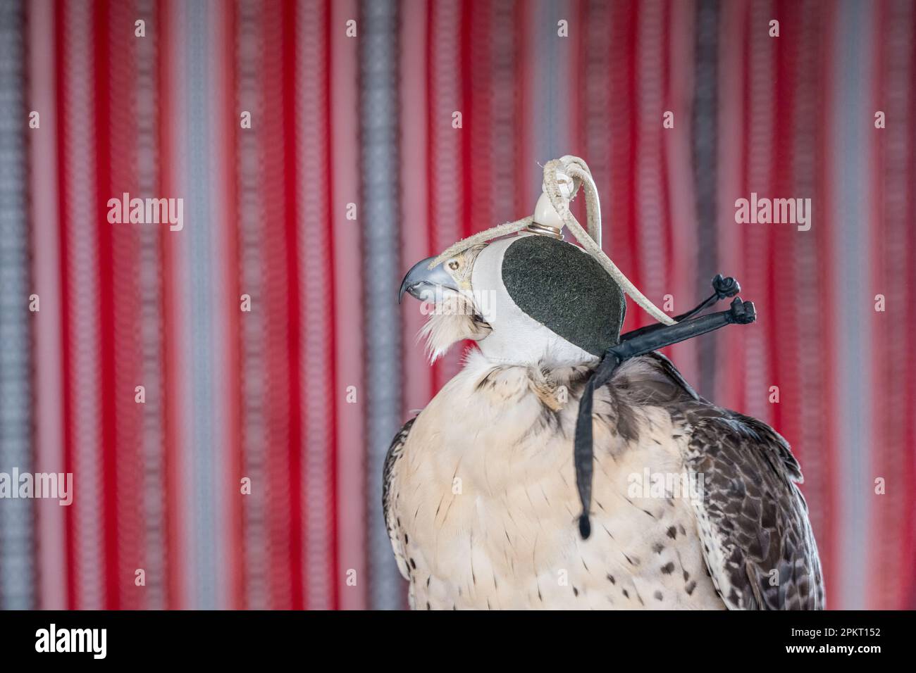 Detail portrait of falcon or hawk wearing a traditional leather cap or ...