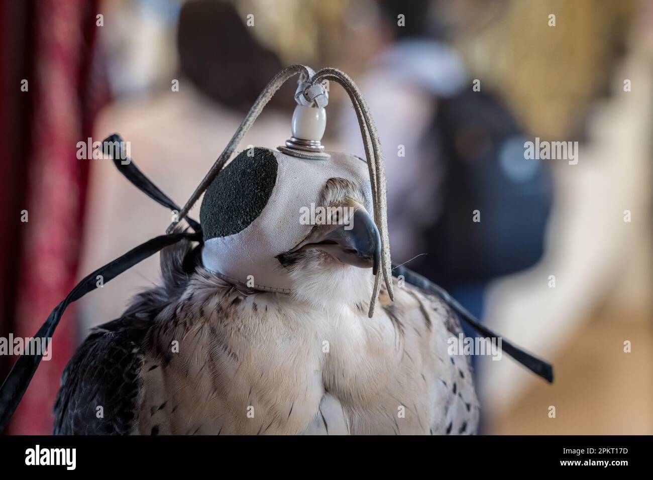 Detail portrait of falcon or hawk wearing a traditional leather cap or ...