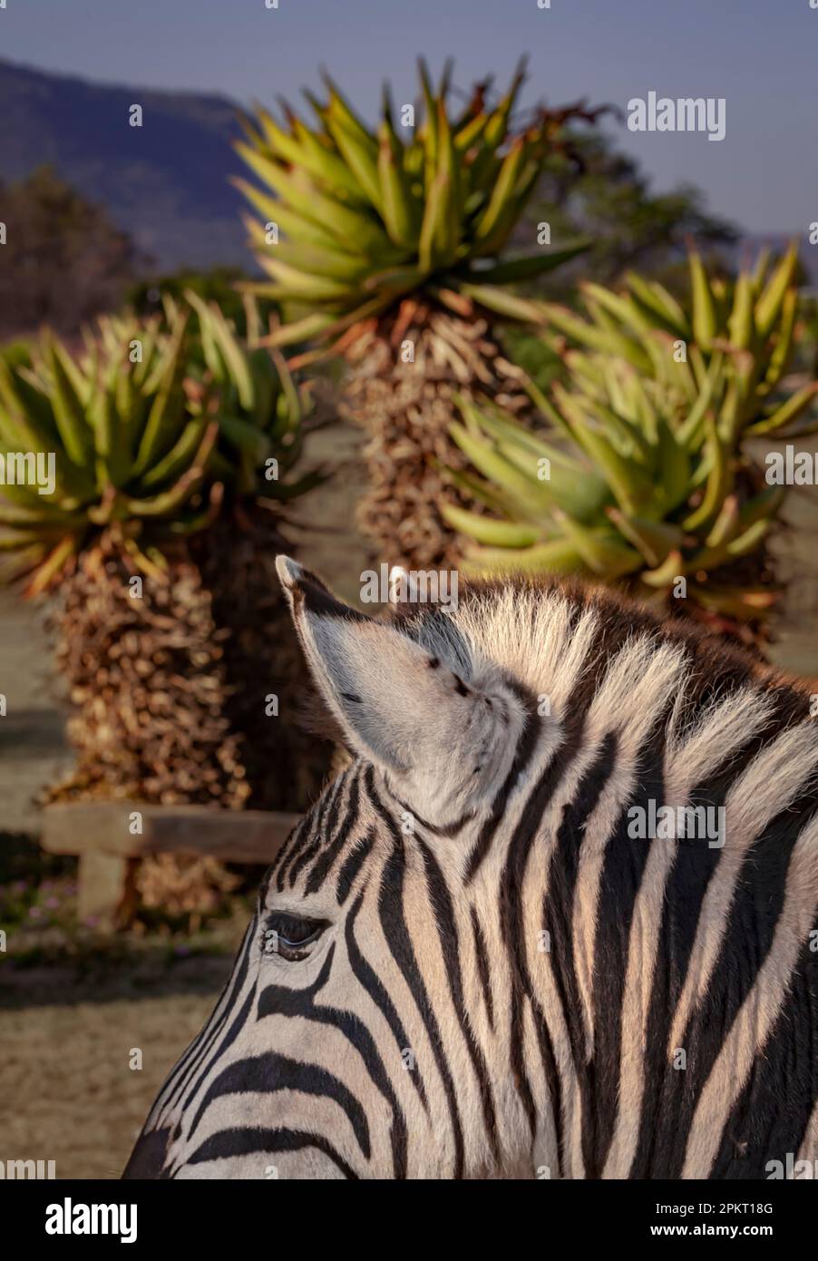 A Zebra stands in the garden of the Marais family in Utrecht Stock ...