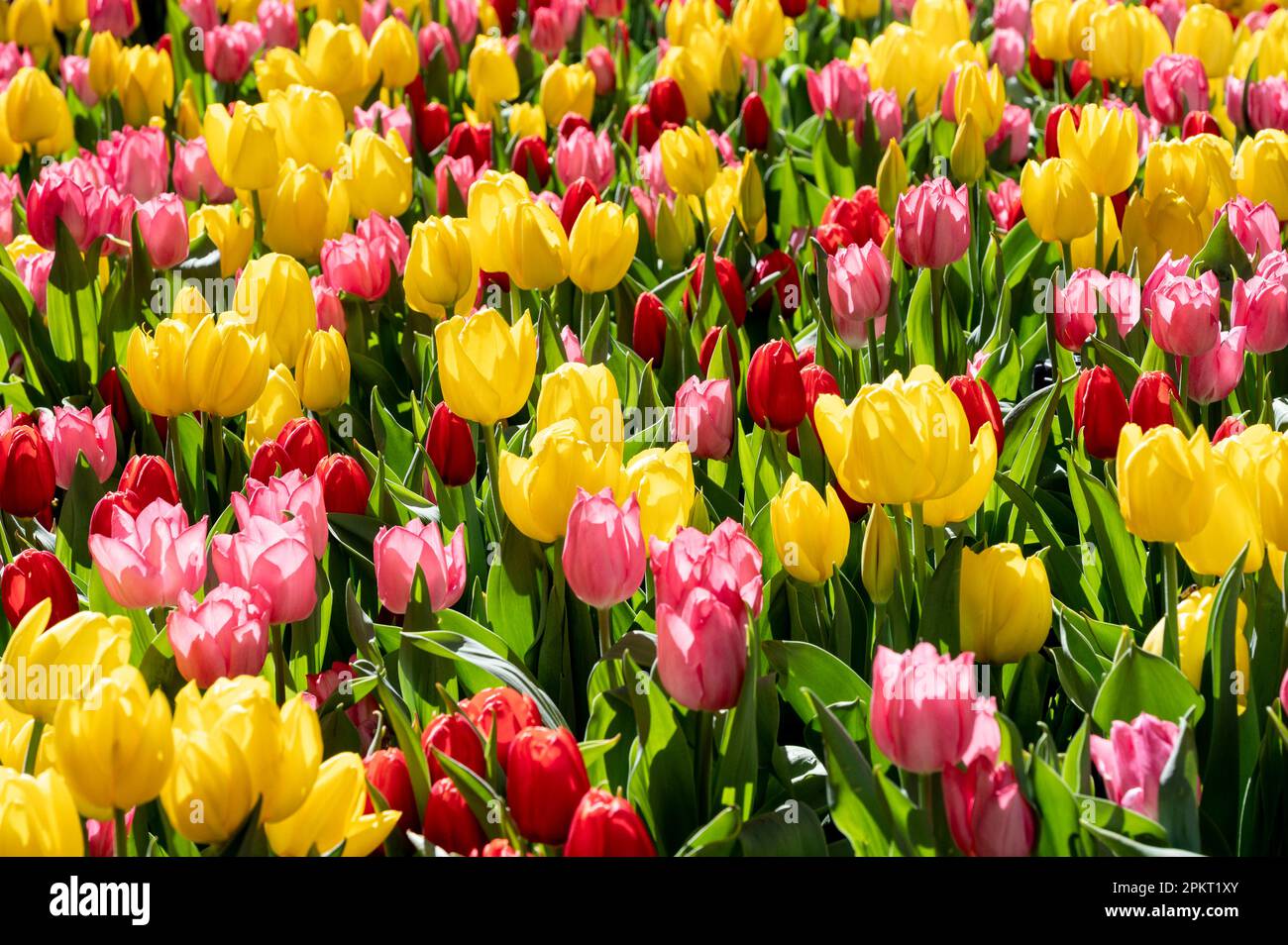 April 9, 2023, New York City, New York, United States: Tulips outside ...
